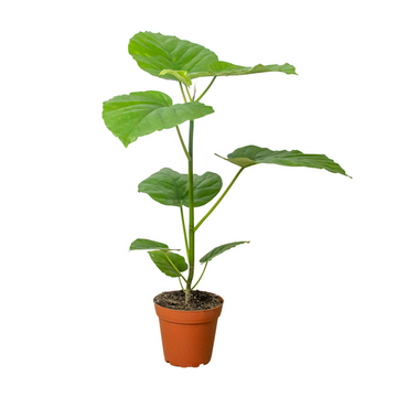 How to Care for a Money Tree: Ultimate Guide – Design Plant